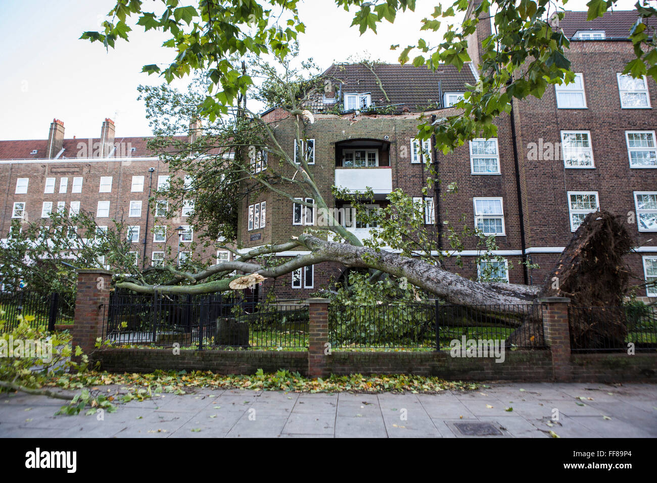 A large tree with it’s roots ripped out of the ground, blown down on ...