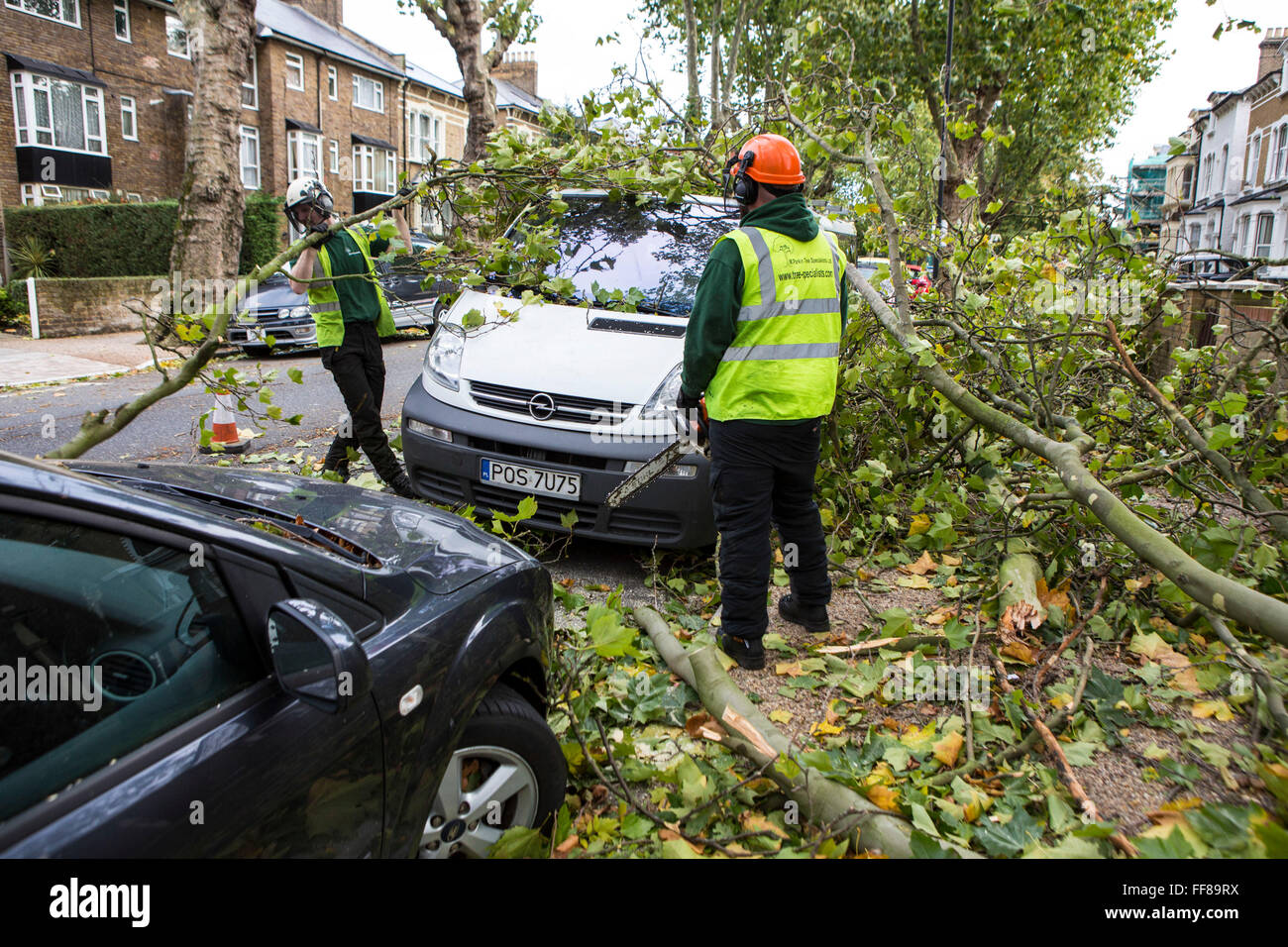 Workers cutting up a large tree with it’s roots ripped out of the ...