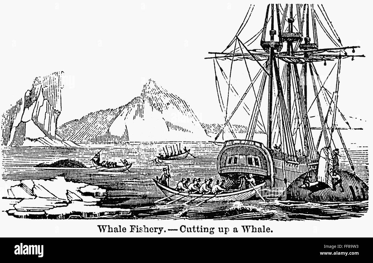 WHALING, c1840. /n'Whale Fishery - Cutting up a Whale.' Line engraving ...