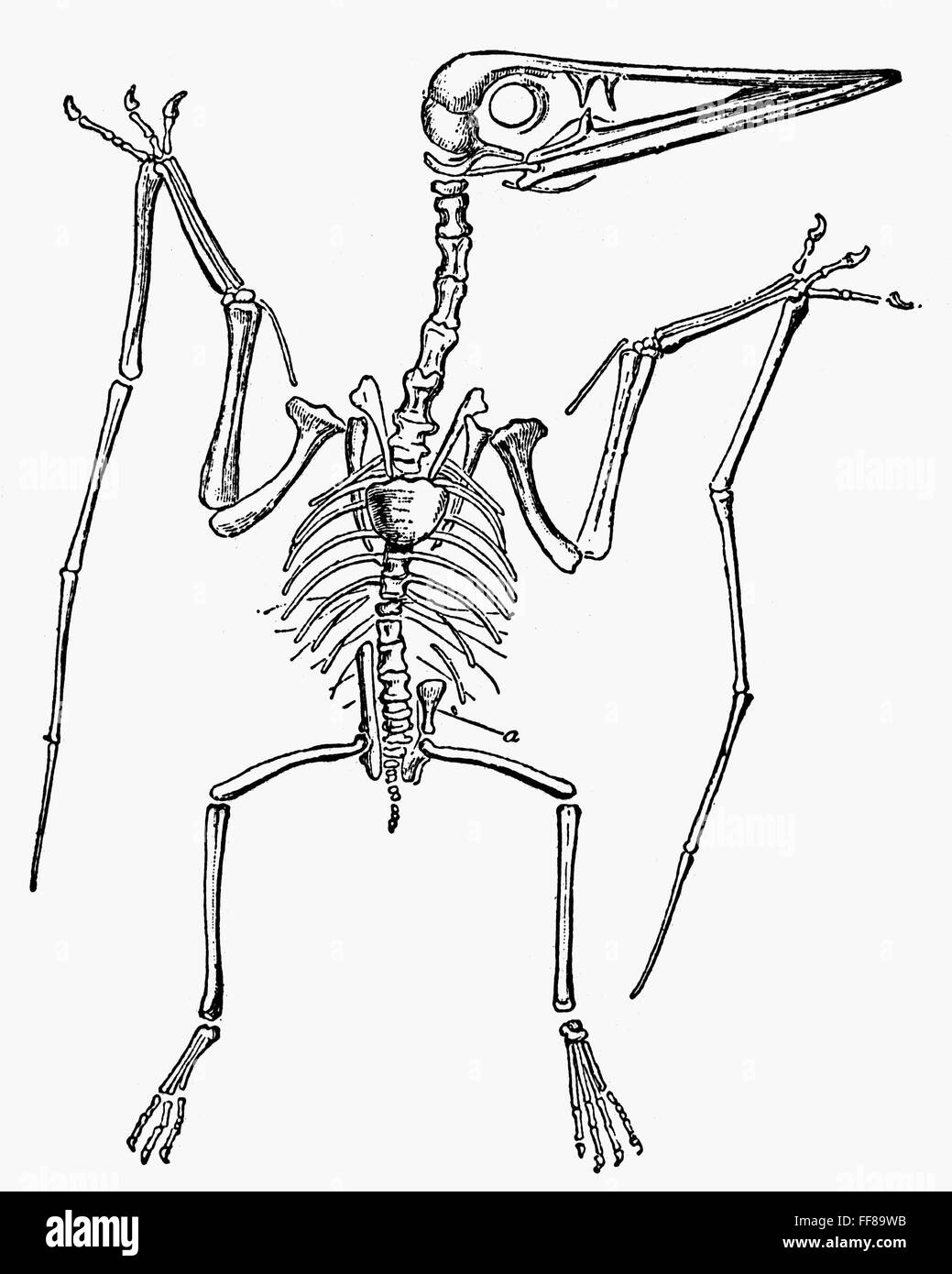 DINOSAUR: PTERODACTYL. /nThe skeleton of a pterodactyl shown lying on ...