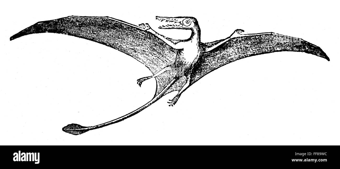DINOSAUR: PTERODACTYL. /nA restoration of a long-tailed pterodactyl ...