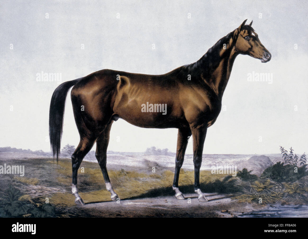 LEXINGTON/HORSE, 1855. /nThe Celebrated Horse Lexington: lithograph ...