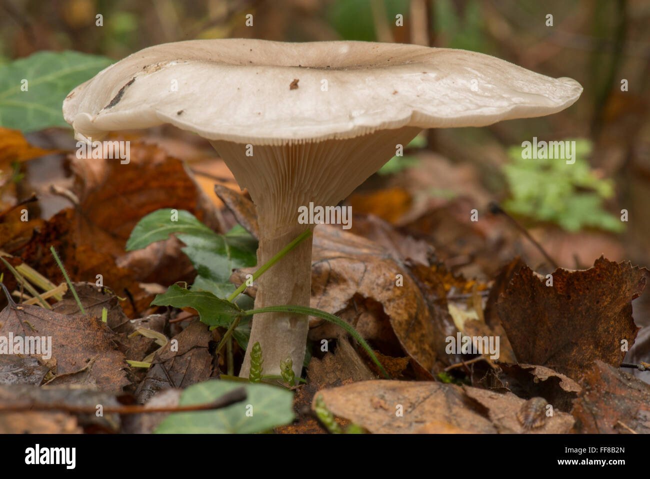 Trooping funnel fungus clitocybe geotropa hi-res stock photography and ...