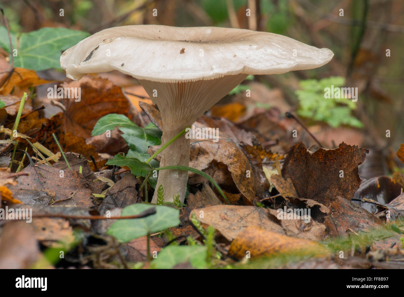 Trooping funnel fungus clitocybe geotropa hi-res stock photography and ...
