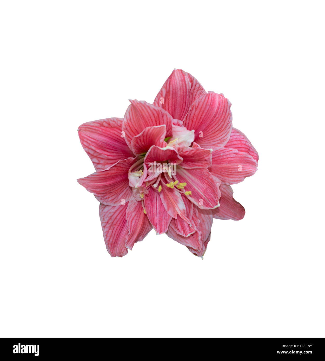 Striped Amaryllis High Resolution Stock Photography and Images - Alamy