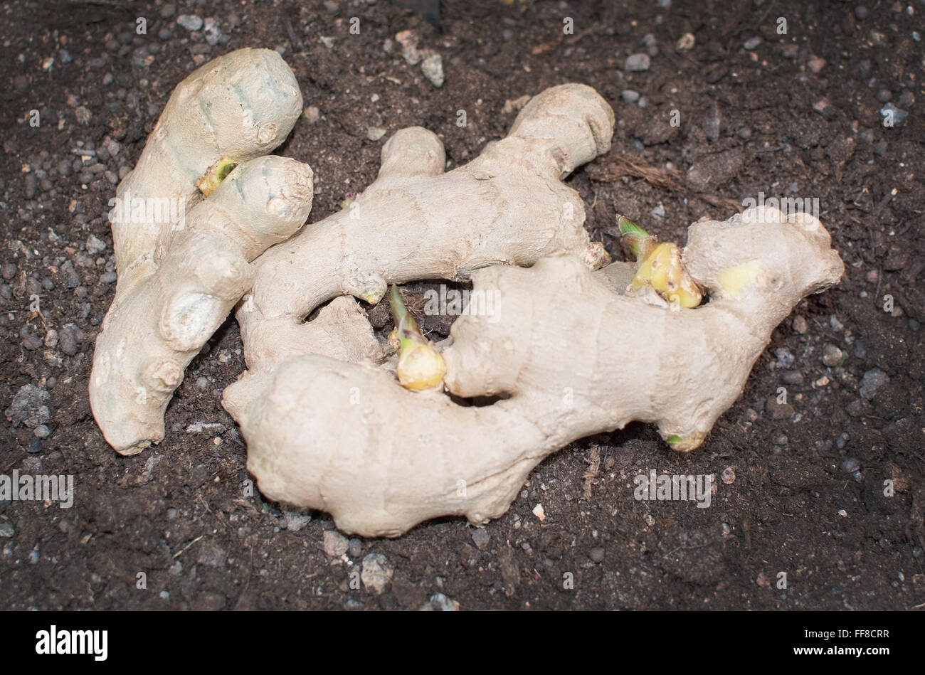 Plant roots soil ginger hi-res stock photography and images - Alamy