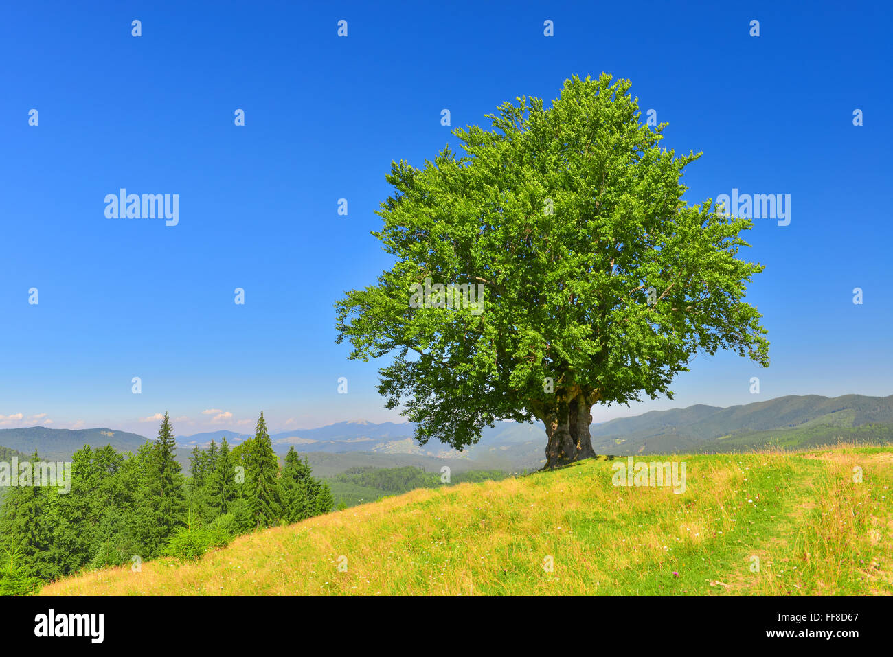 Tree beech leaves summer hi-res stock photography and images - Alamy