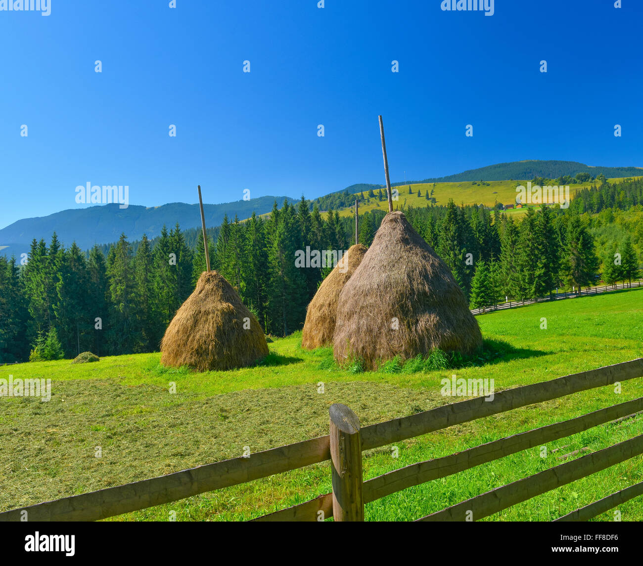 Summer time grass hi-res stock photography and images - Alamy