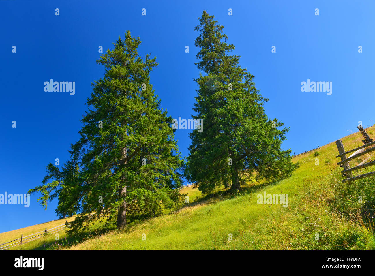 Hill two trees hi-res stock photography and images - Alamy
