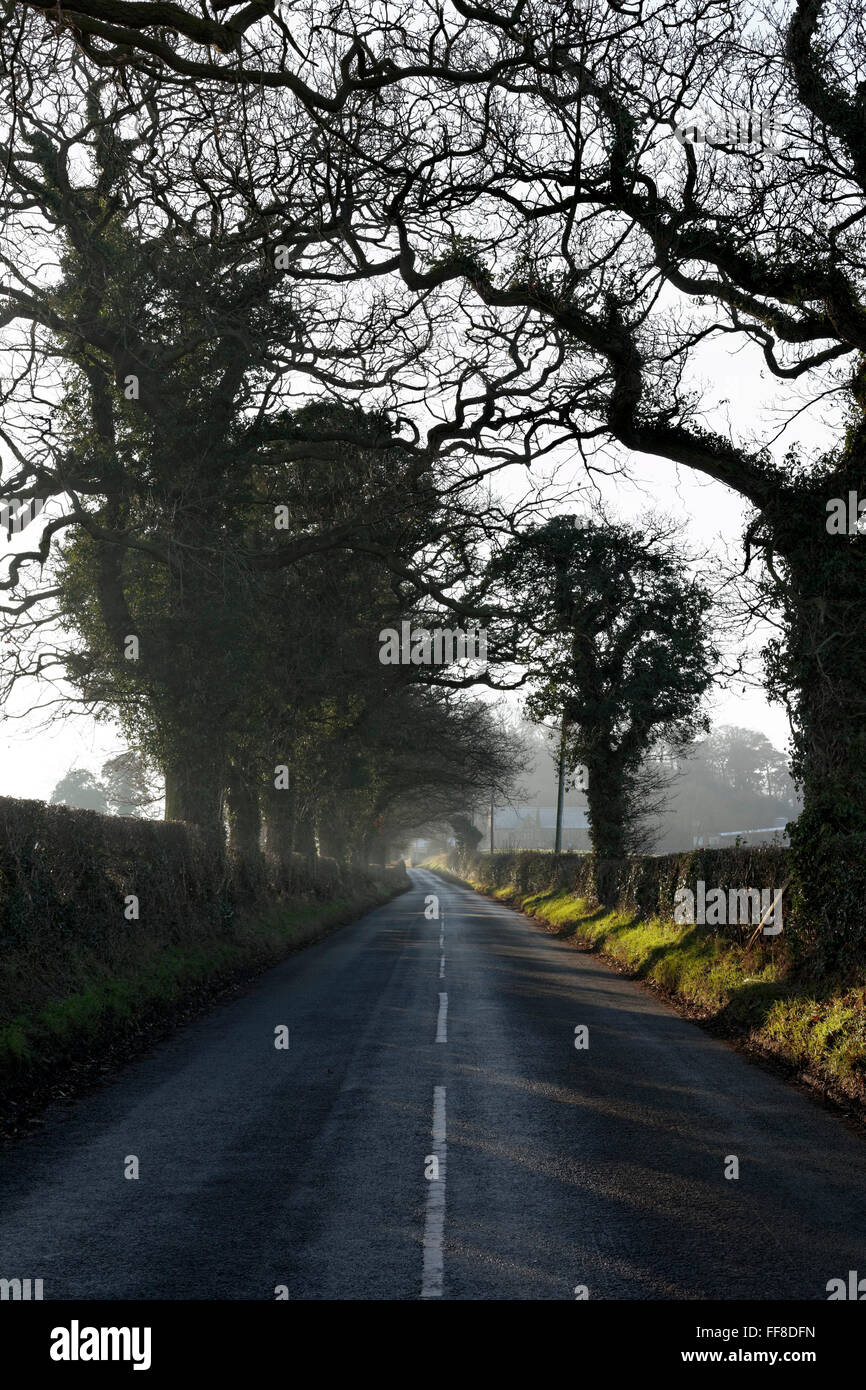Tree lined country lane in winter. Cheshire, England Stock Photo - Alamy