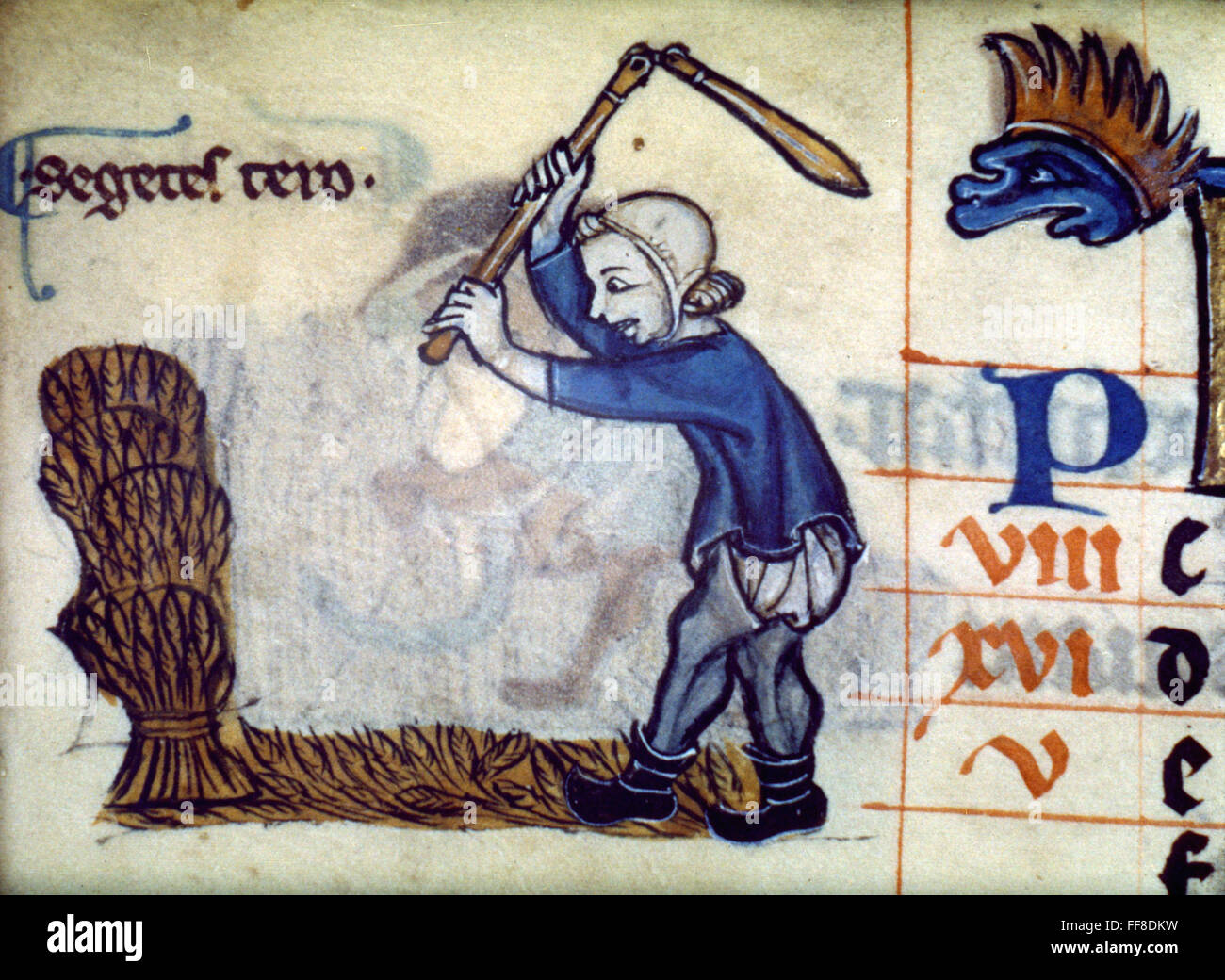 ENGLAND: THRESHING WHEAT. /nThreshing wheat with a flail. English ...