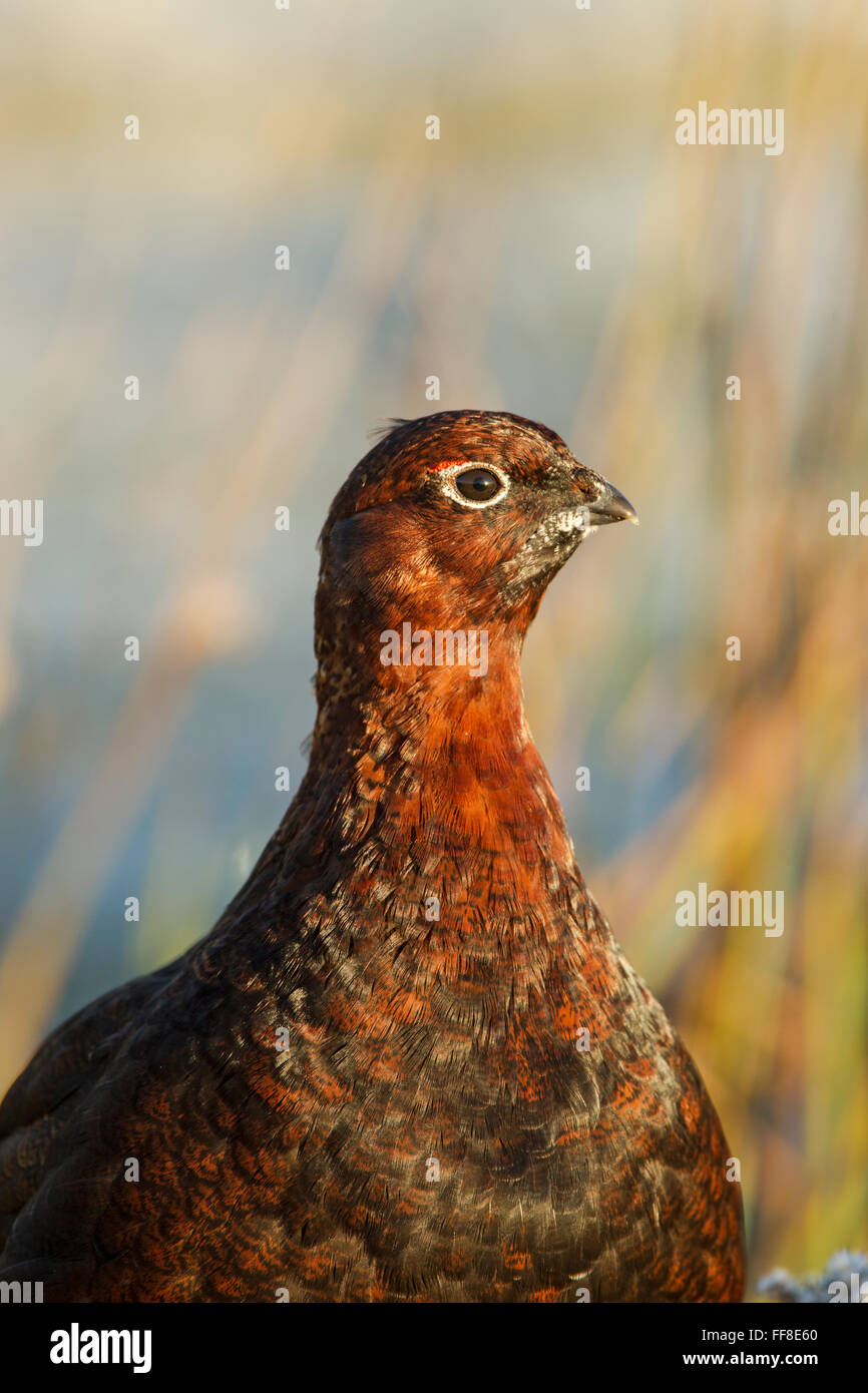 Male red grouse, Latin name Lagopus lagopus scotica, in warm light ...