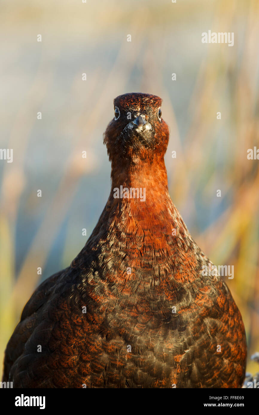 Male red grouse, Latin name Lagopus lagopus scotica, in warm light ...