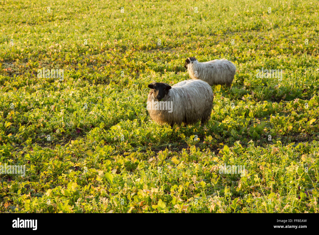 Crop nuisance sheep hi-res stock photography and images - Alamy
