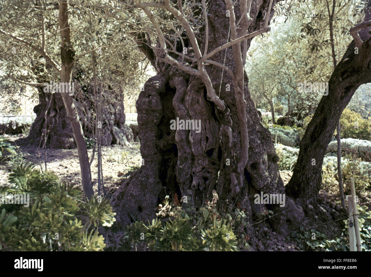 HOLY LAND: JERUSALEM. /nChristian Jerusalem. Garden of Gethsemane ...