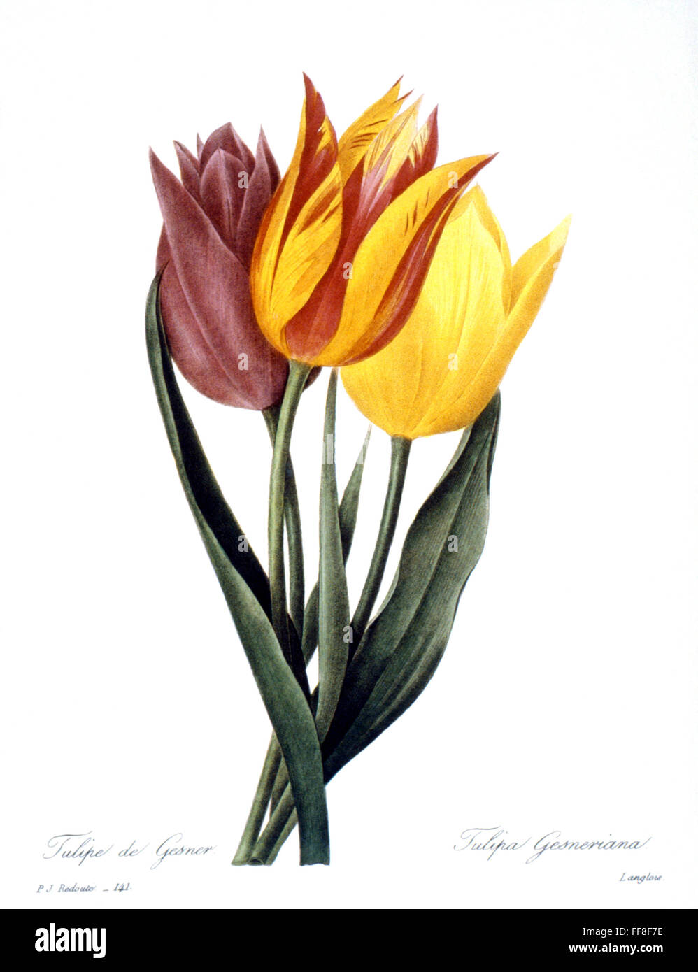 TULIP (TULIPA GESNERIANA). /nEngraving after painting, 1833, by P.J ...