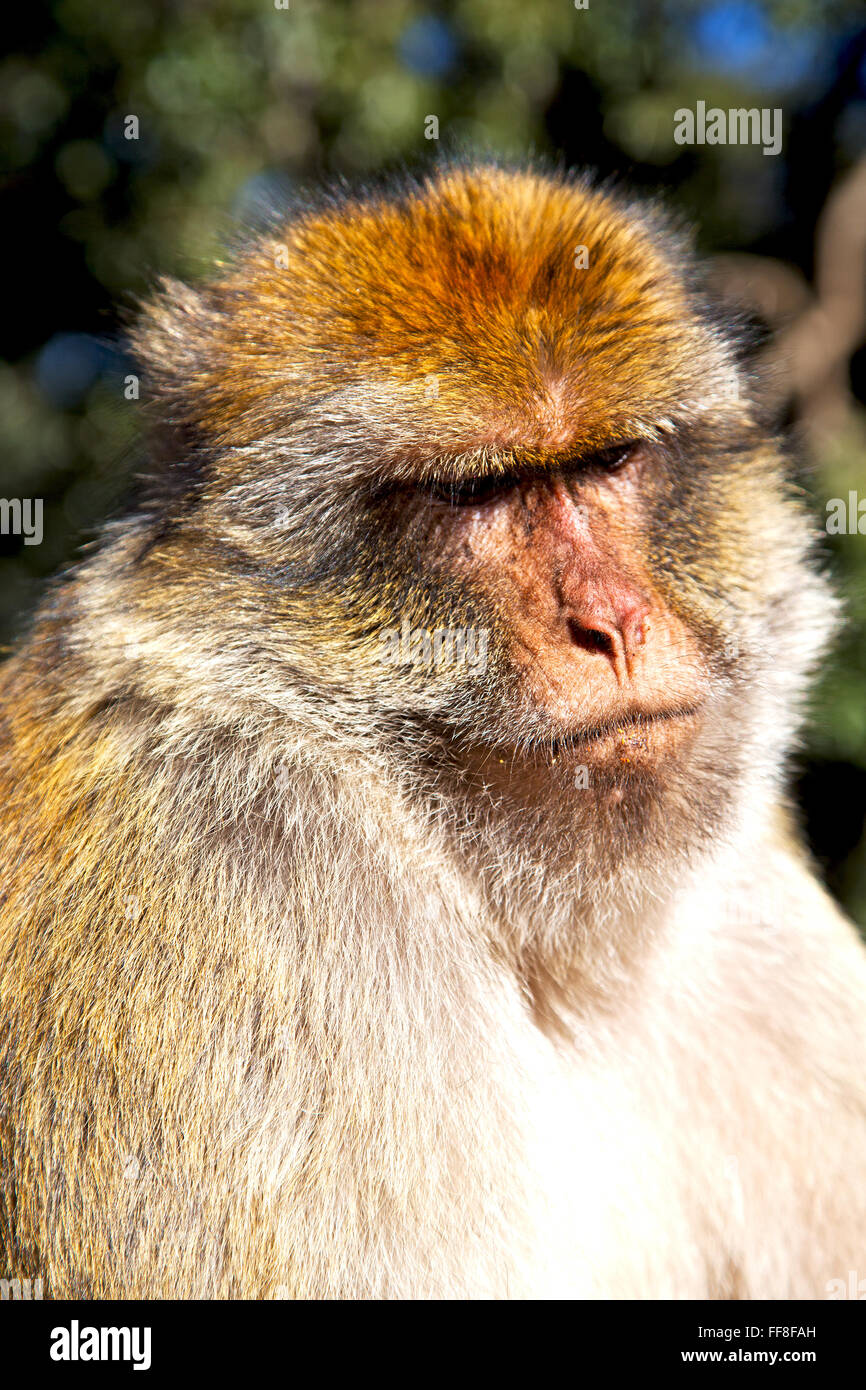 old monkey in africa morocco and natural background fauna close up ...