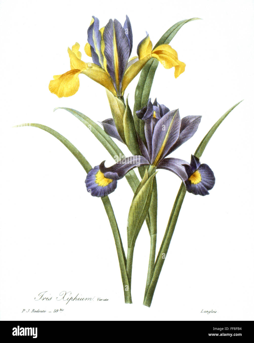 Iris xiphium spanish iris hi-res stock photography and images - Alamy