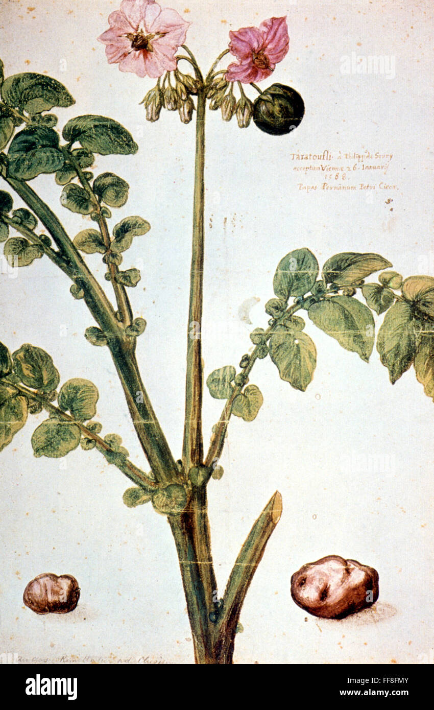 BOTANY: POTATO PLANT. /n(Solanum tuberosum): illustration from Flemish ...