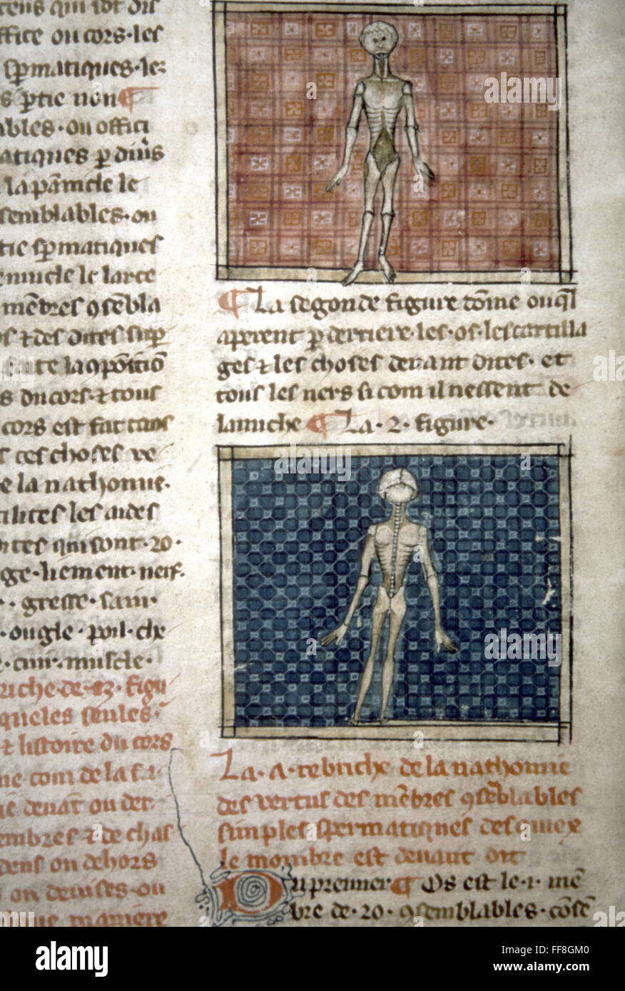 ANATOMICAL DRAWINGS /nfrom an early 14th century French medical ...