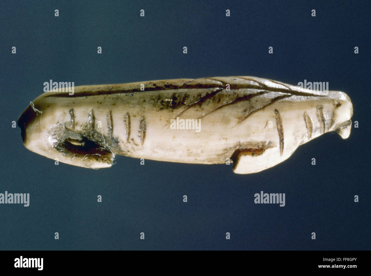 INUIT WALRUS CARVING. /nWest Alaskan Inuit carved ivory walrus Stock ...