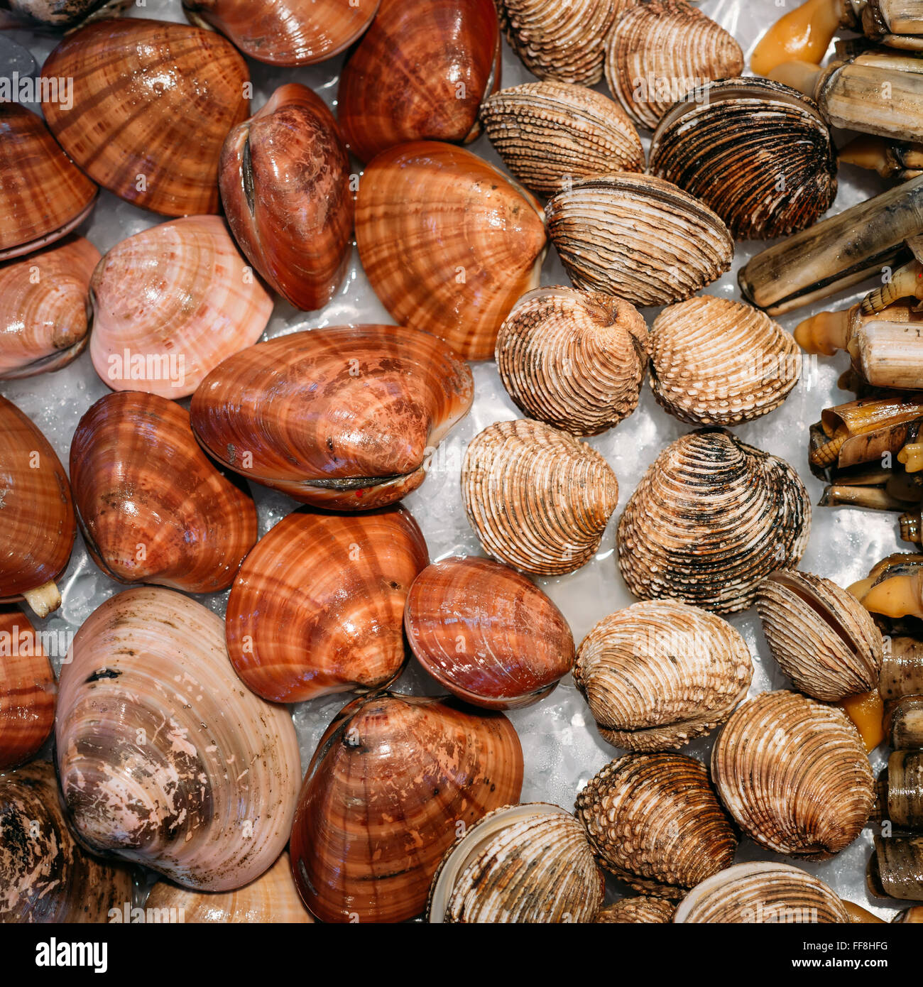 Close up of spanish shells on ice on market store shop. Background ...