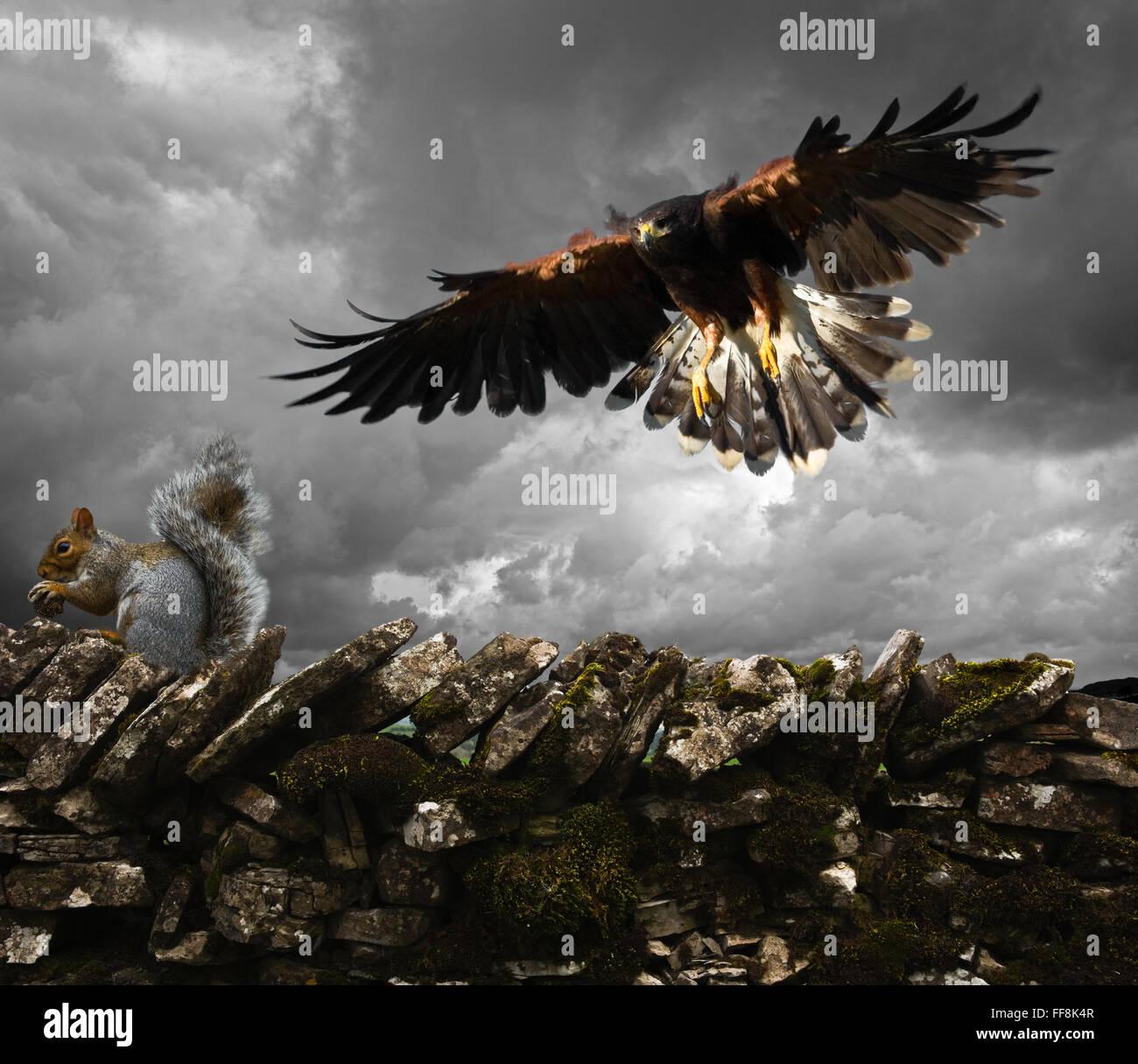 Death hawk hi-res stock photography and images - Alamy