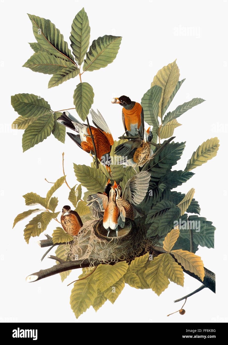 AUDUBON: ROBIN. /nAmerican Robin (Turdus migratorius), from John James ...