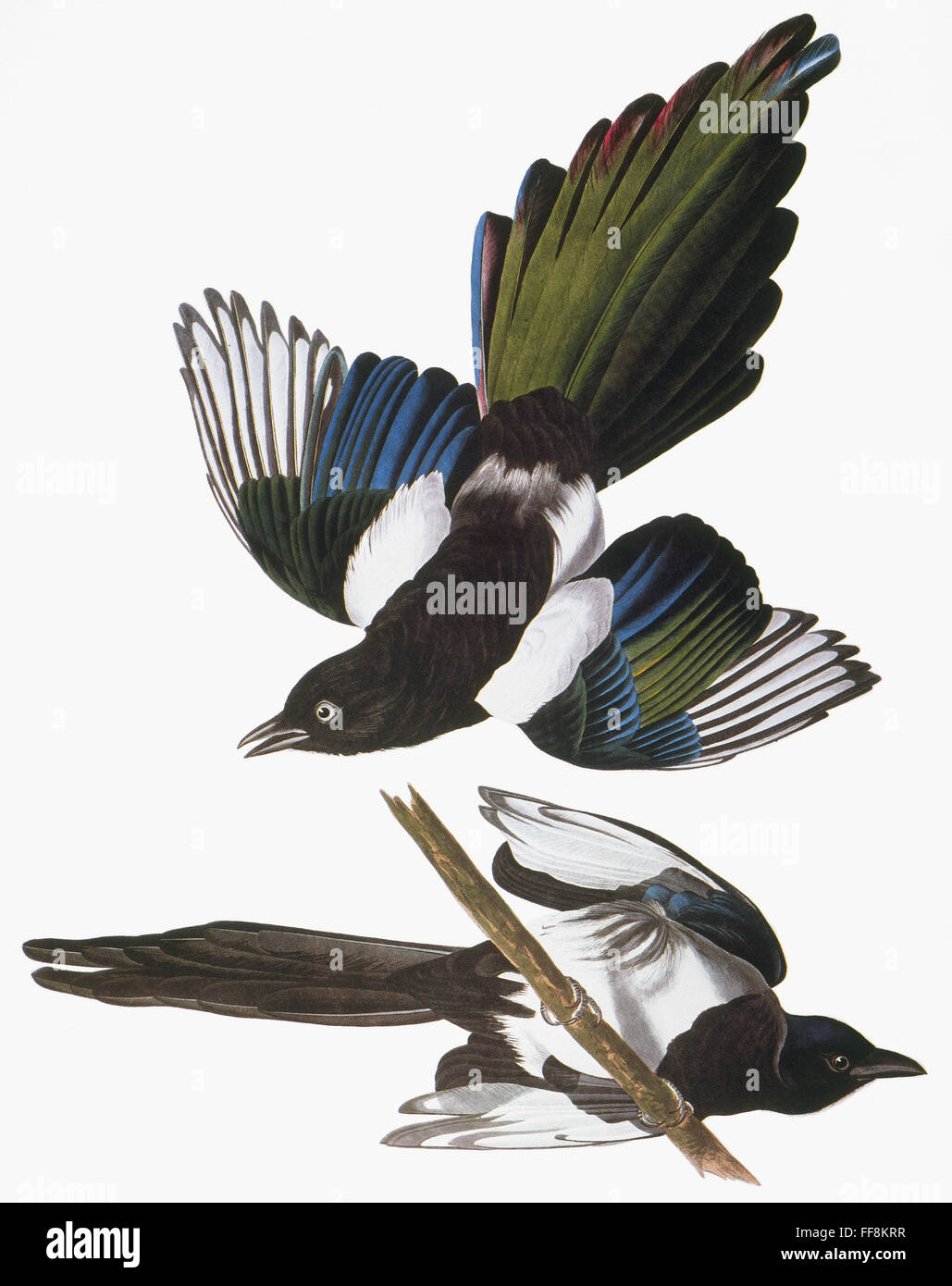 AUDUBON: MAGPIE. /nBlack-billed Magpie (Pica pica), from John James ...