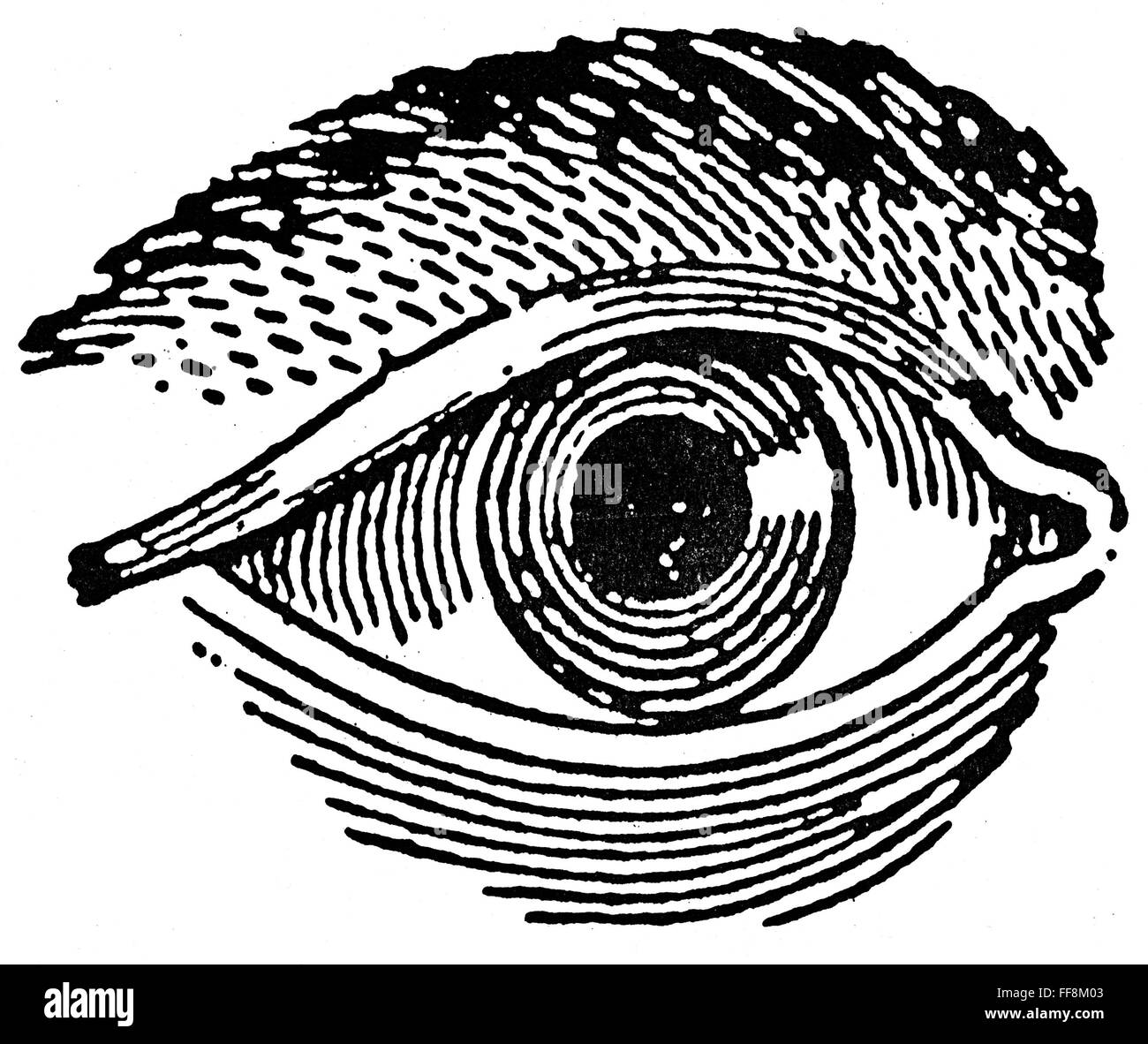 HUMAN EYE, 19th CENTURY. /nLine engraving Stock Photo - Alamy