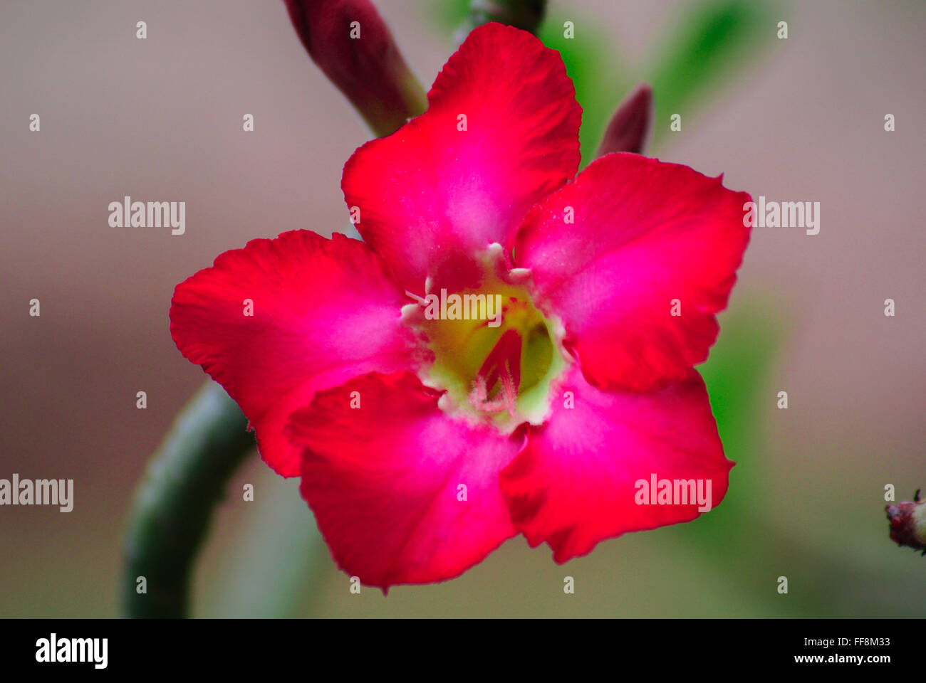 Simulation flowers hi-res stock photography and images - Alamy