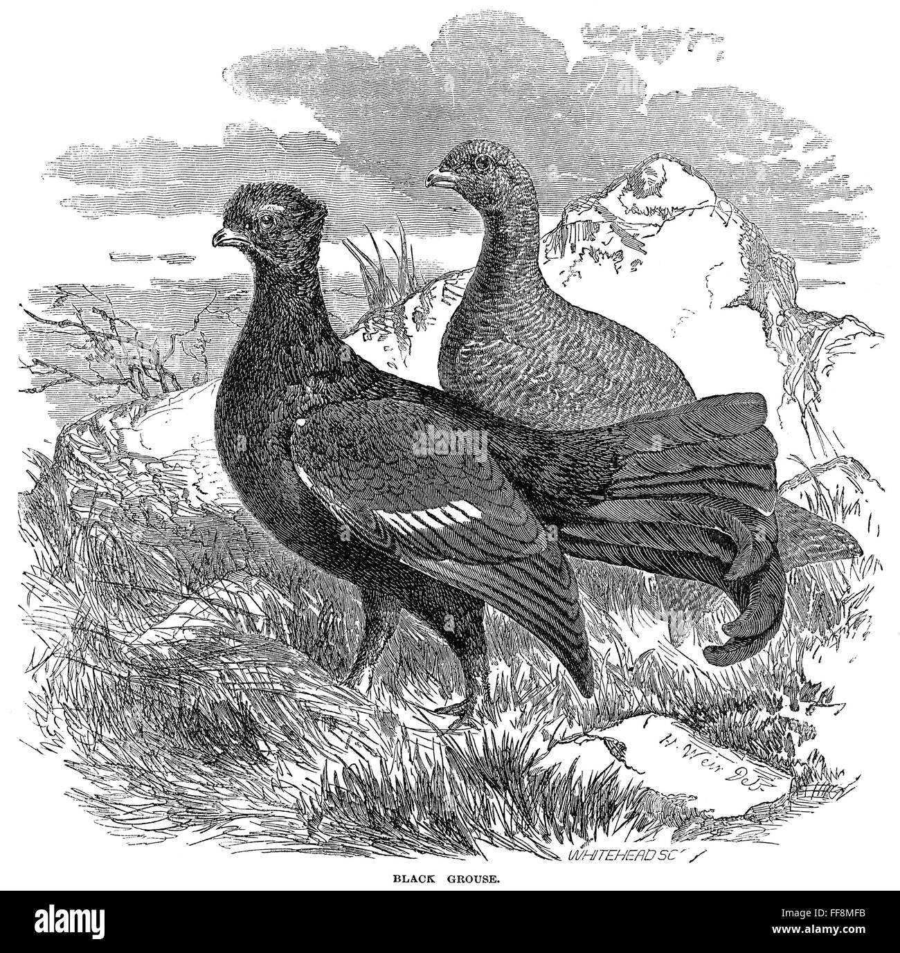BLACK GROUSE. /nWood engraving, 19th century Stock Photo - Alamy