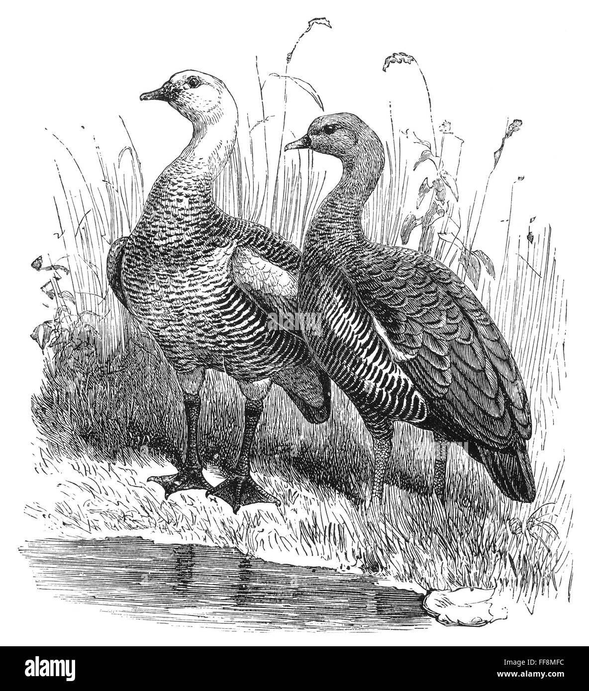 UPLAND GEESE. /nMale and female half-bred upland geese. Line engraving ...