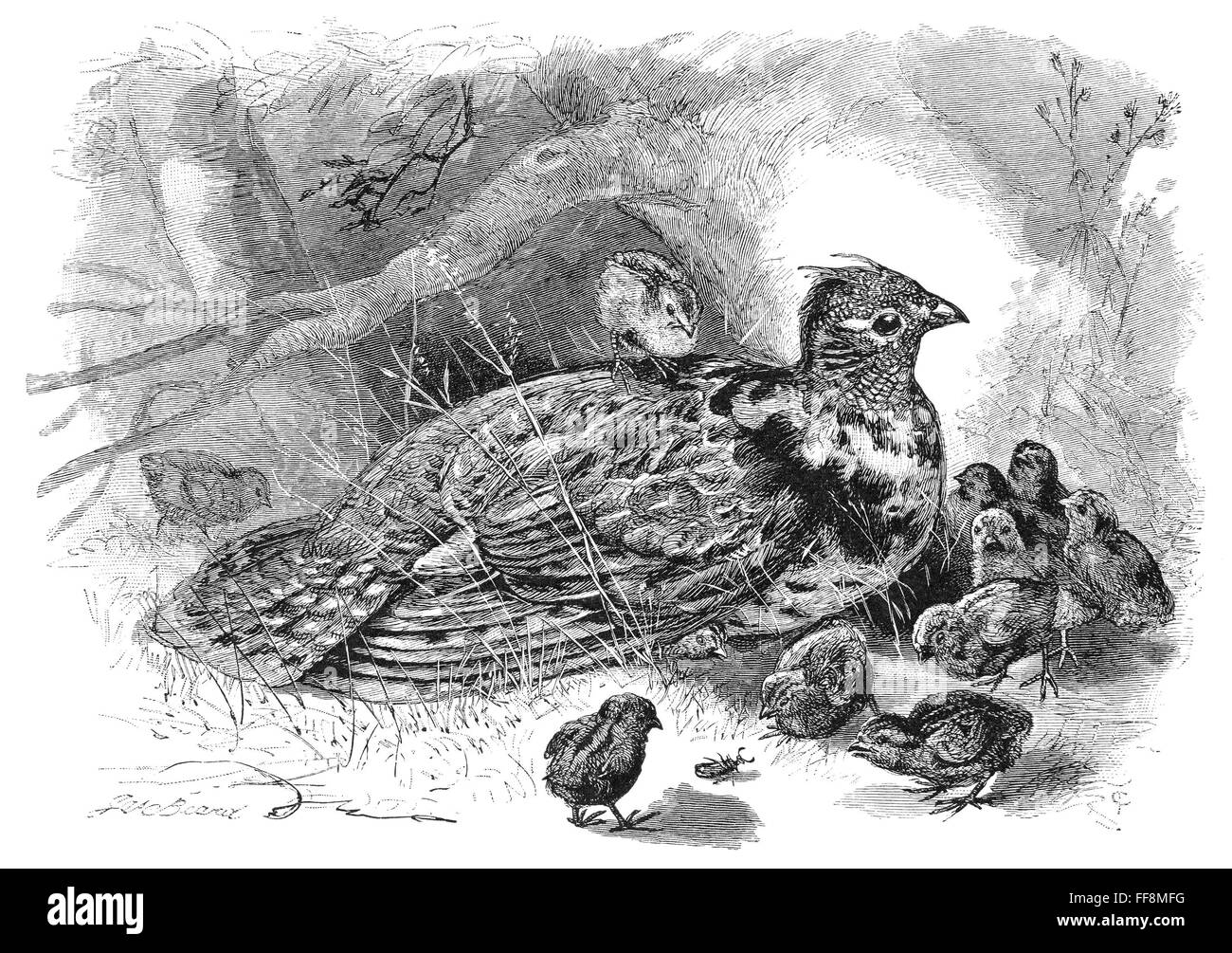 GROUSE AND YOUNG. /nLine engraving after a drawing by James Carter ...