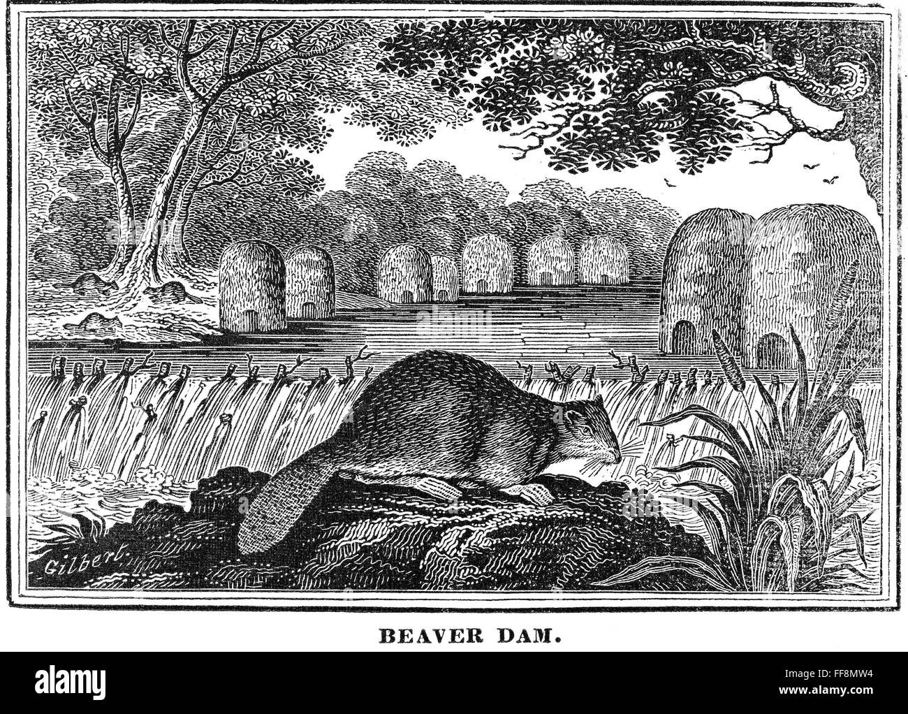 BEAVER. /nAmerican beaver (Castor canadensis) and beaver dams. Wood ...
