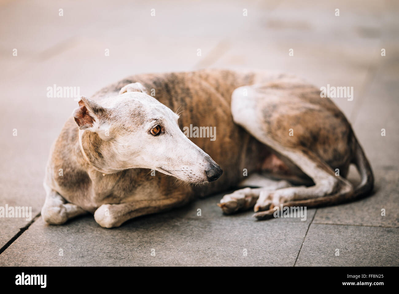 The sighthound Spanish Galgo dog is lying on street sidewalk Stock ...