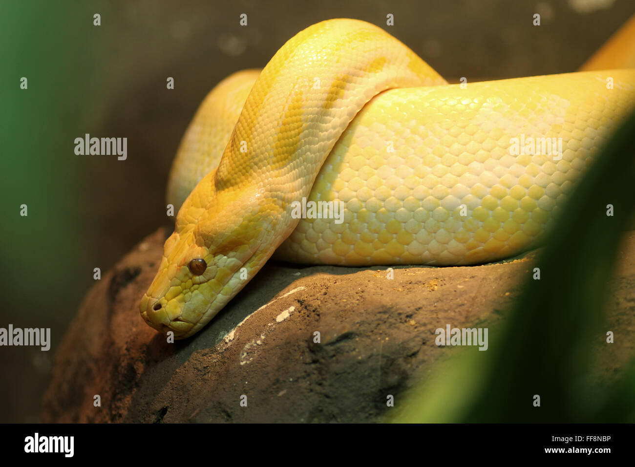 Golden python hi-res stock photography and images - Alamy