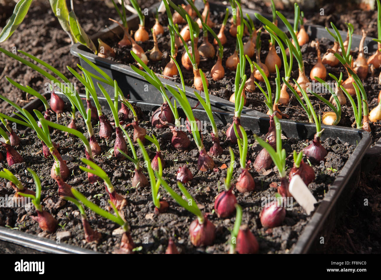 Red white onion sets hi-res stock photography and images - Alamy