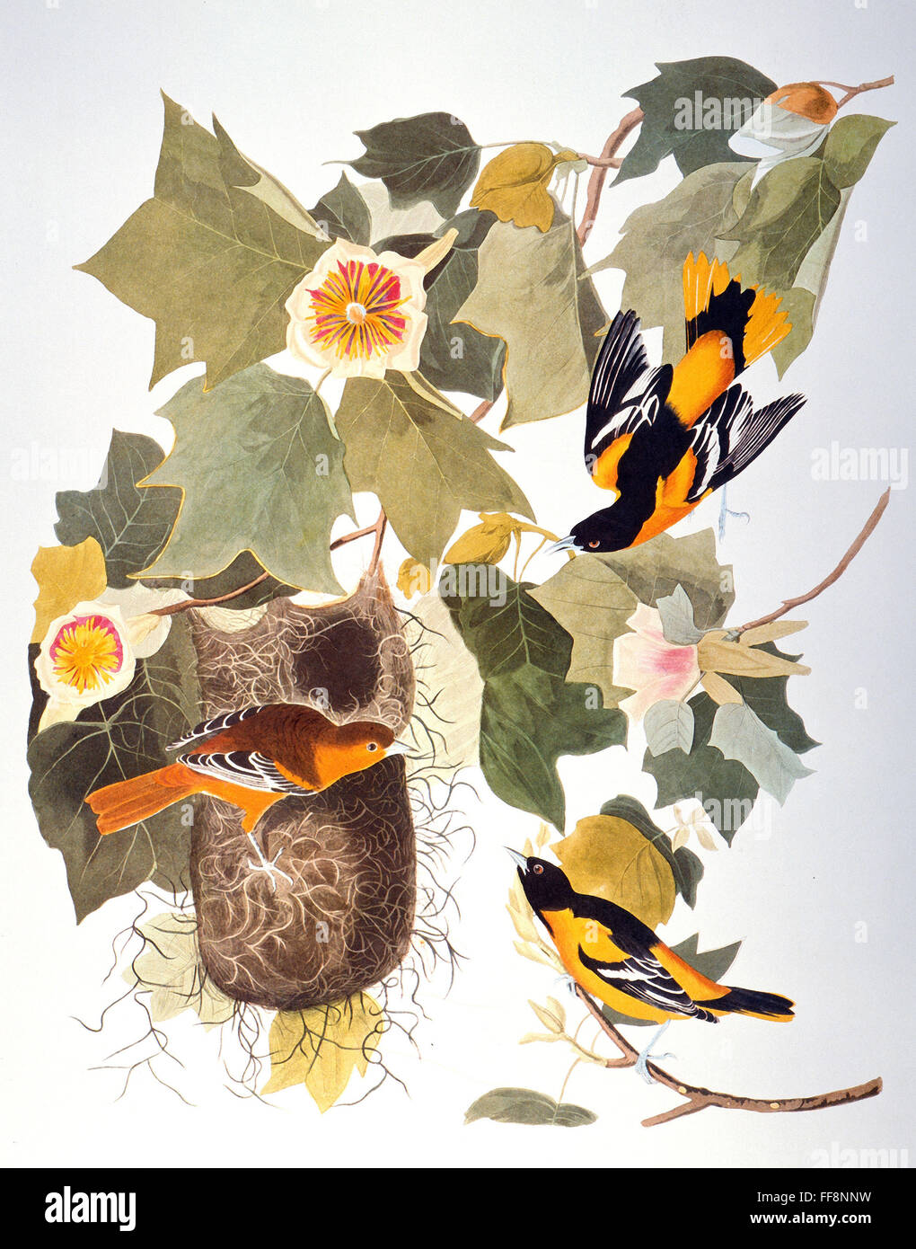 AUDUBON: ORIOLE. /nNorthern, or Baltimore, Oriole (Icterus galbula ...