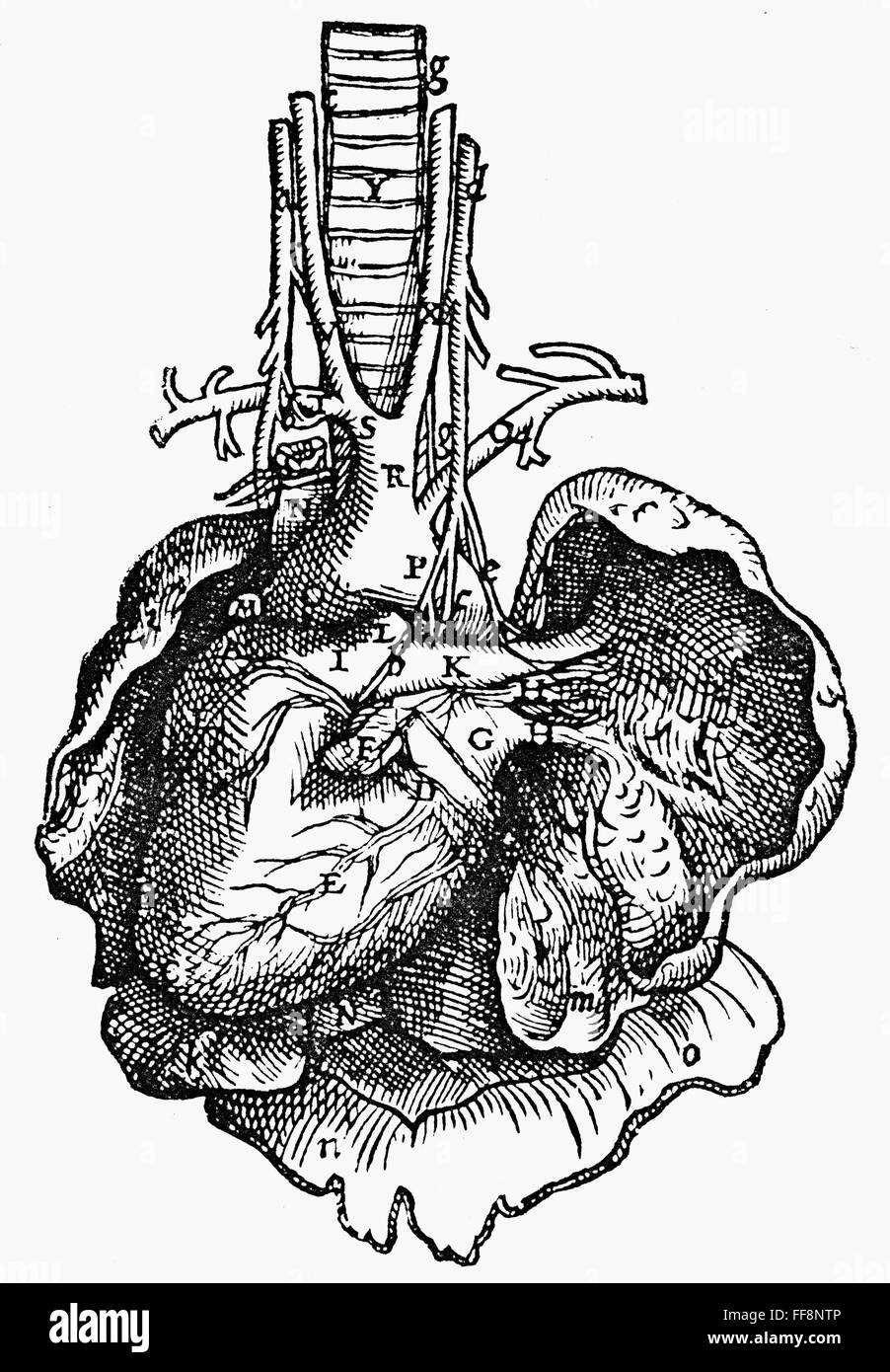 HUMAN HEART, 1543. /nWoodcut from the sixth book of Andreas Vesalius ...