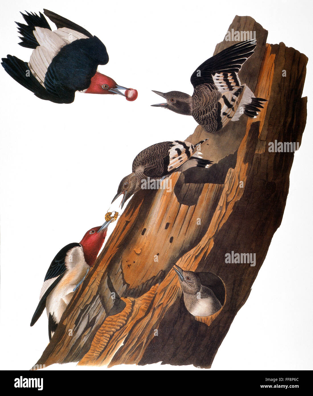 AUDUBON: WOODPECKER. /nRed-headed Woodpecker (Melanerpes ...