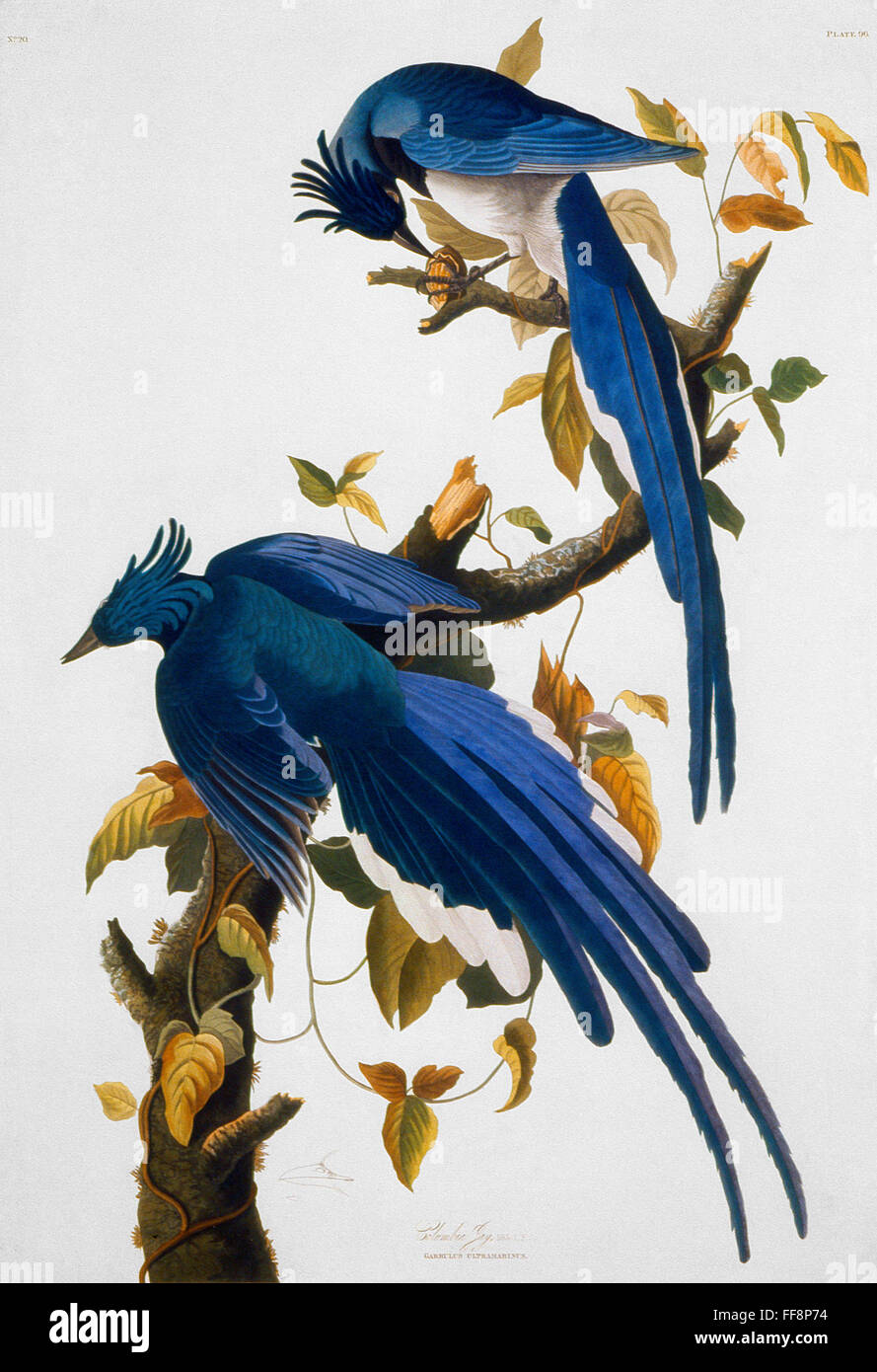 AUDUBON: MAGPIE JAY. /nBlack-throated Magpie Jay (Calocitta colliei ...