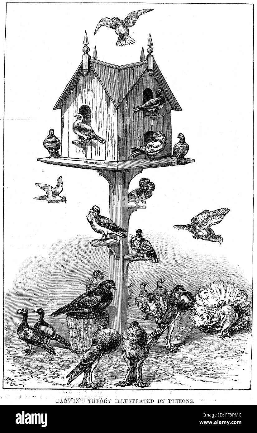 DARWIN'S THEORY, 1887. /nCharles Darwin's theory of the variation of ...