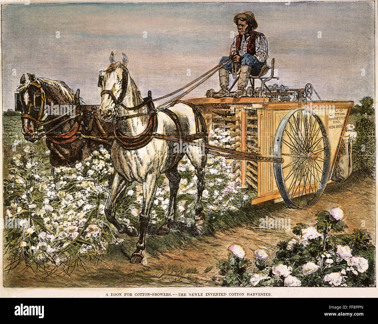COTTON HARVESTER, 1886. /nA field hand in the American South harvesting ...
