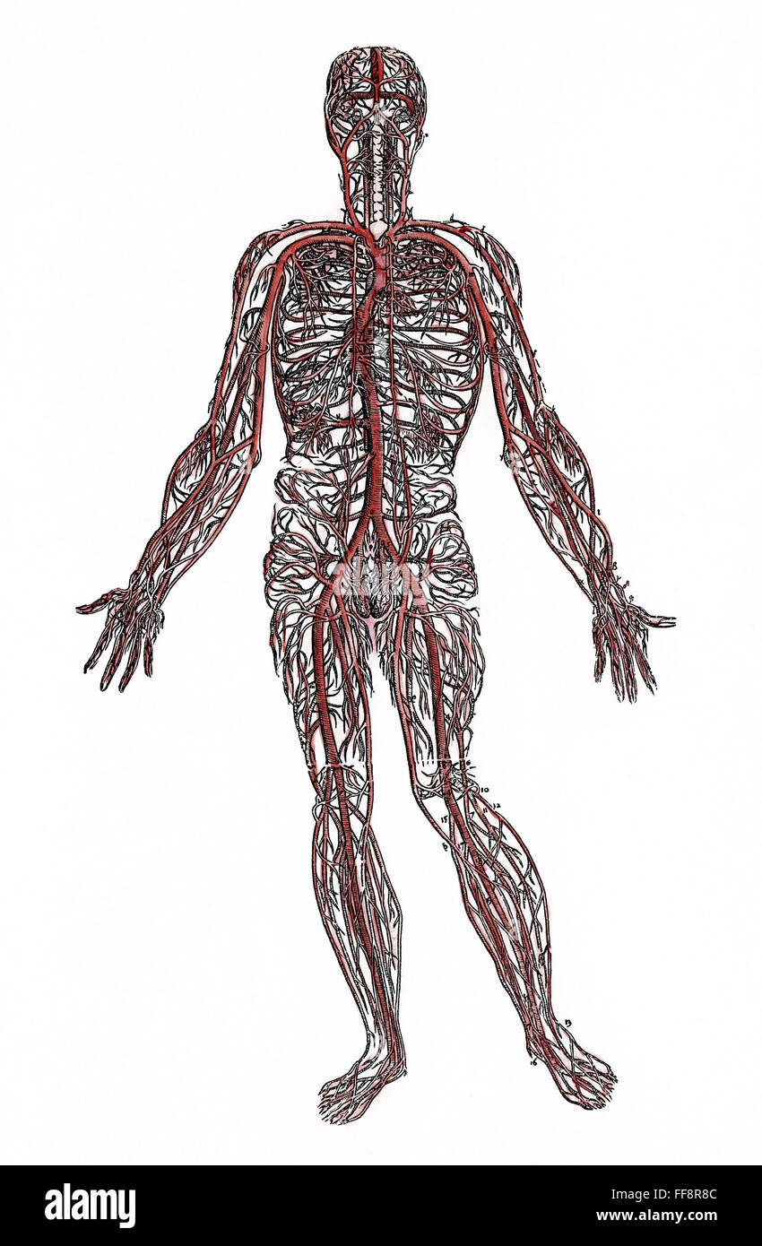 Vesalius anatomy Cut Out Stock Images & Pictures - Alamy
