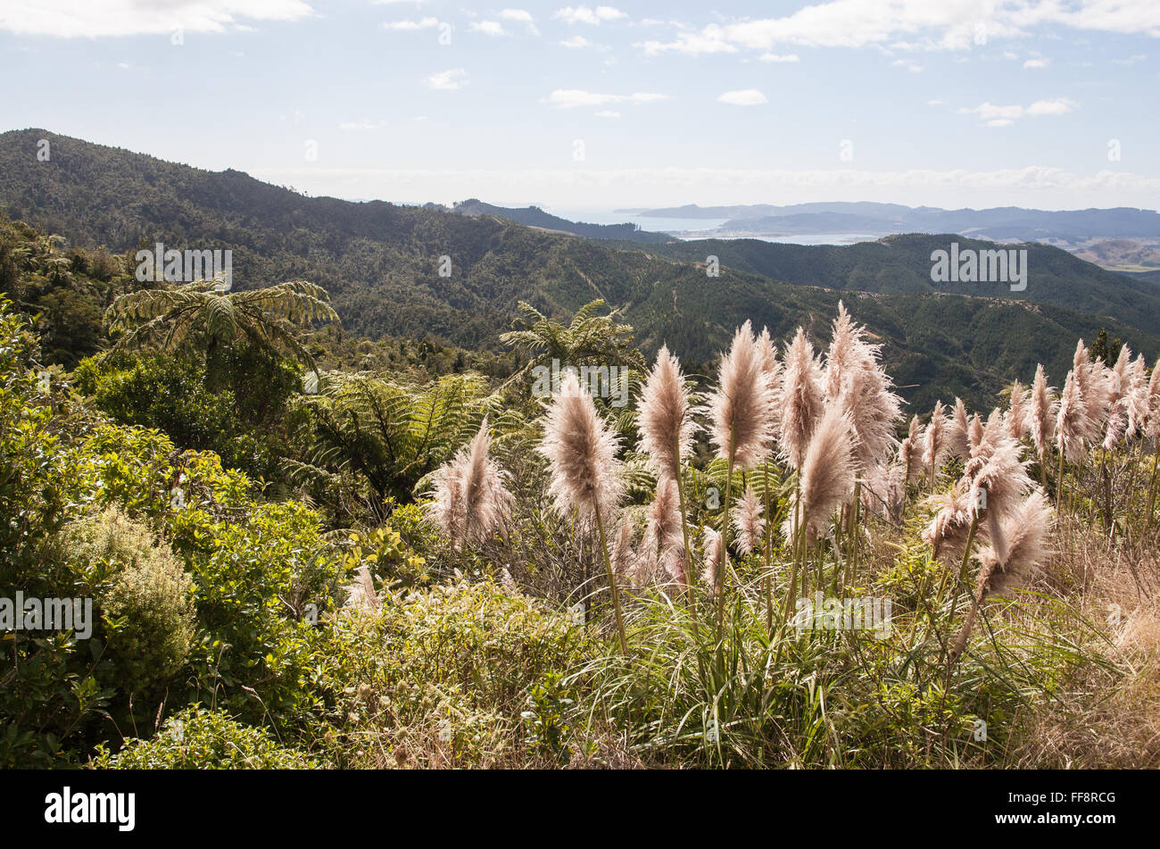 View from driving Highway 25,near Coromandel Town,Coromandel Peninsula ...