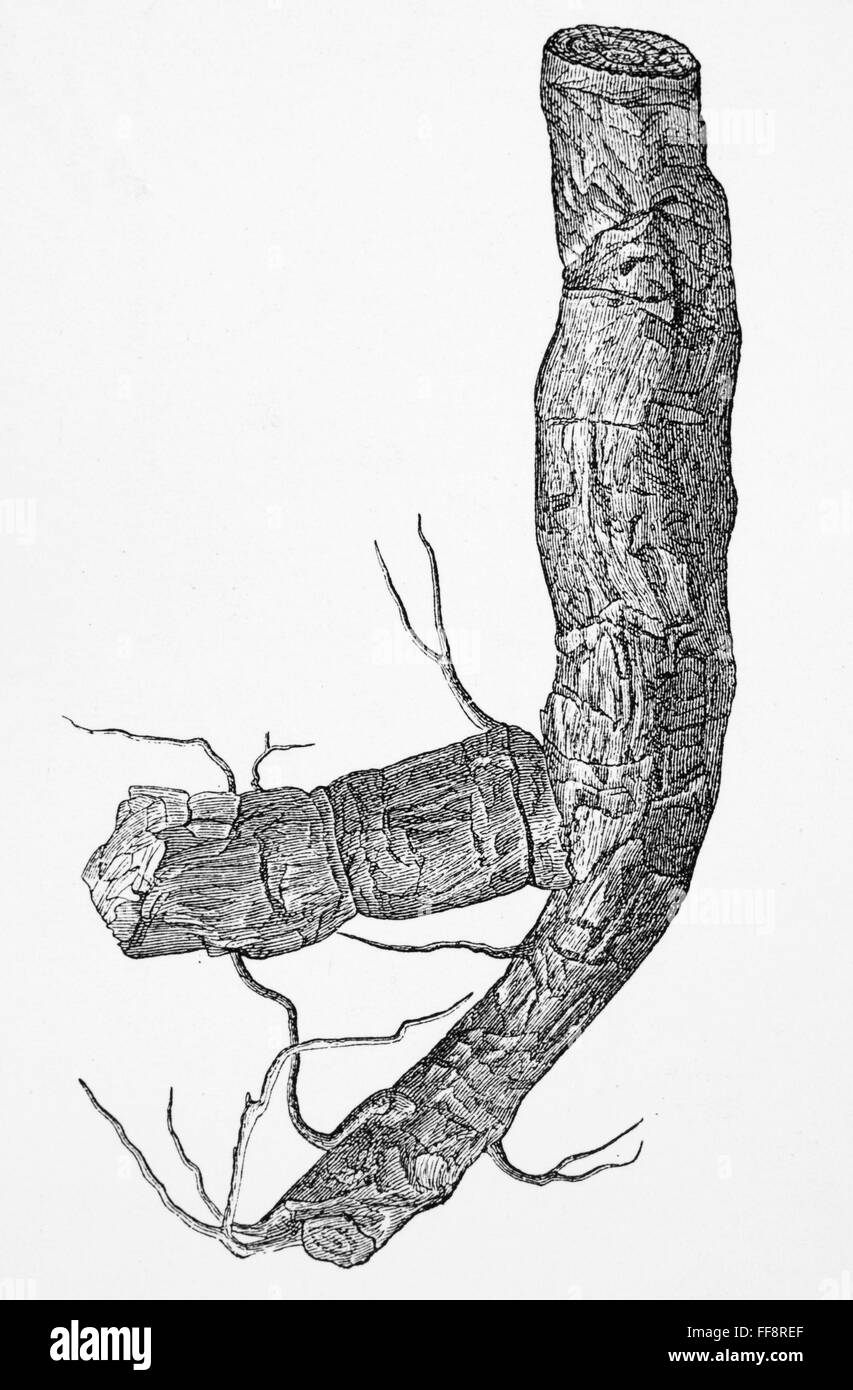 SECTION OF TWINING SHRUB. /nChondodendron tomentosum, of the ...