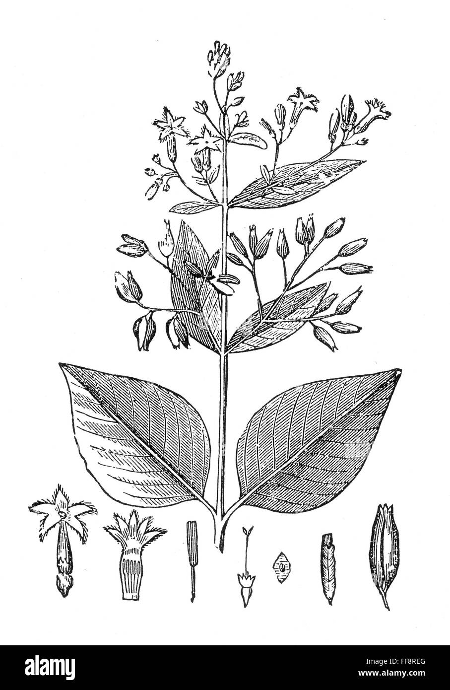 QUININE TREE, 19th CENTURY. /nLeaves and flowers of the quinine tree ...
