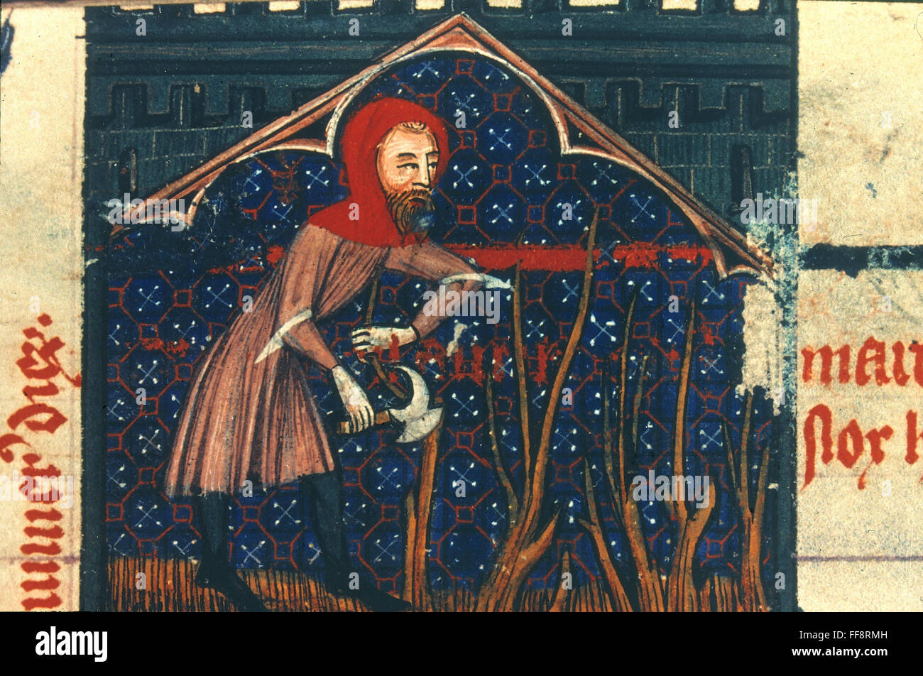 PRUNING GRAPE VINES /nin March: illumination from a late 14th century ...