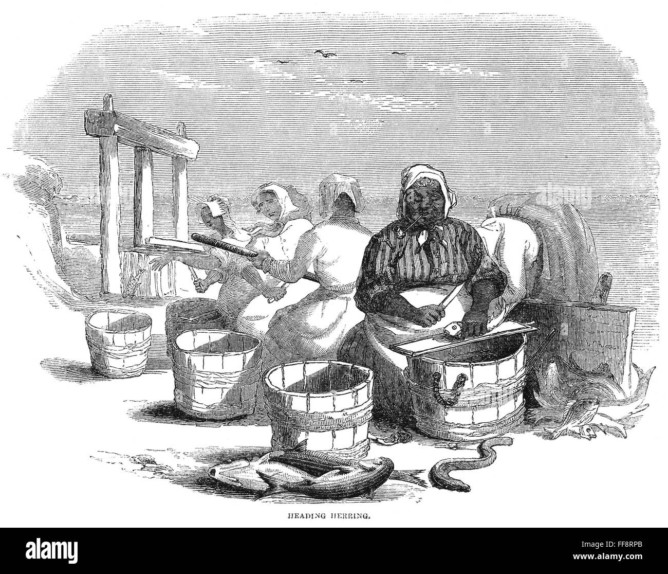 SLAVE LABOR: 1857. /n'Heading herring.' Slave women at work in the ...